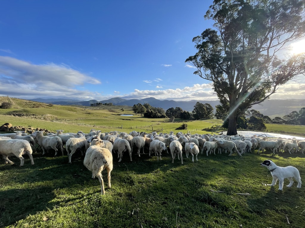 New Zealand Producers Using Numnuts More Likely to Retain Contracts