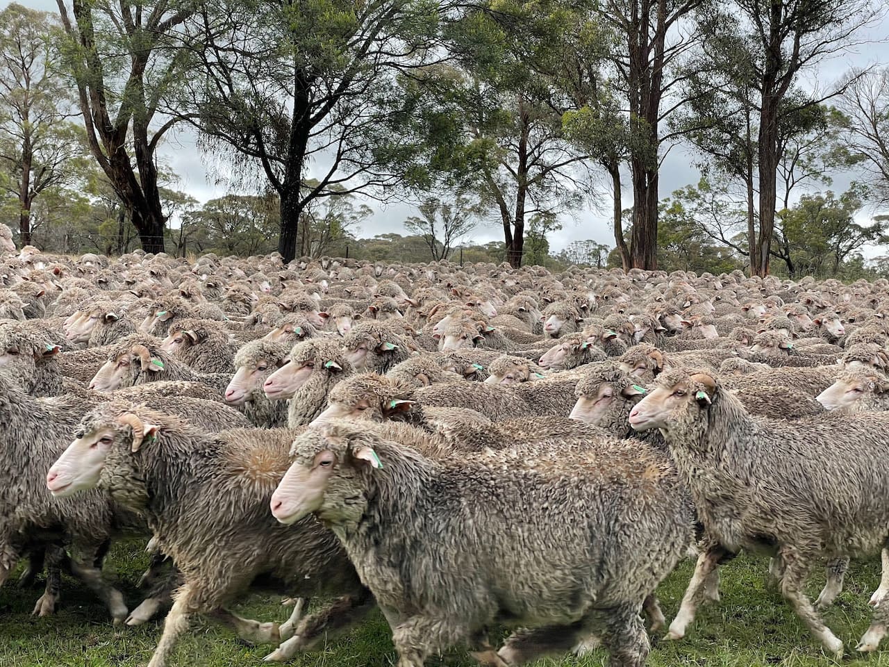 How Numnuts Has Delivered Pain Relief to Lambs Across Australia in 2021