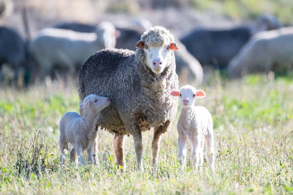 Numnuts®: A Cool Tool with Great Ergonomics to Benefit Farmers' Hands