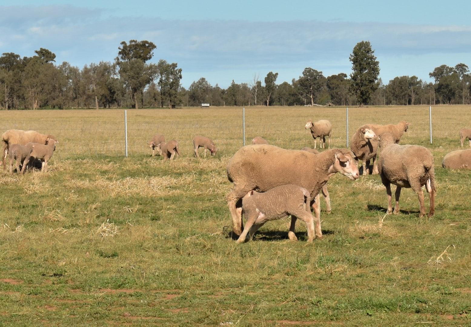 Numnuts®:Why Only NumOcaine Can Block the Acute Pain of Ring Marking